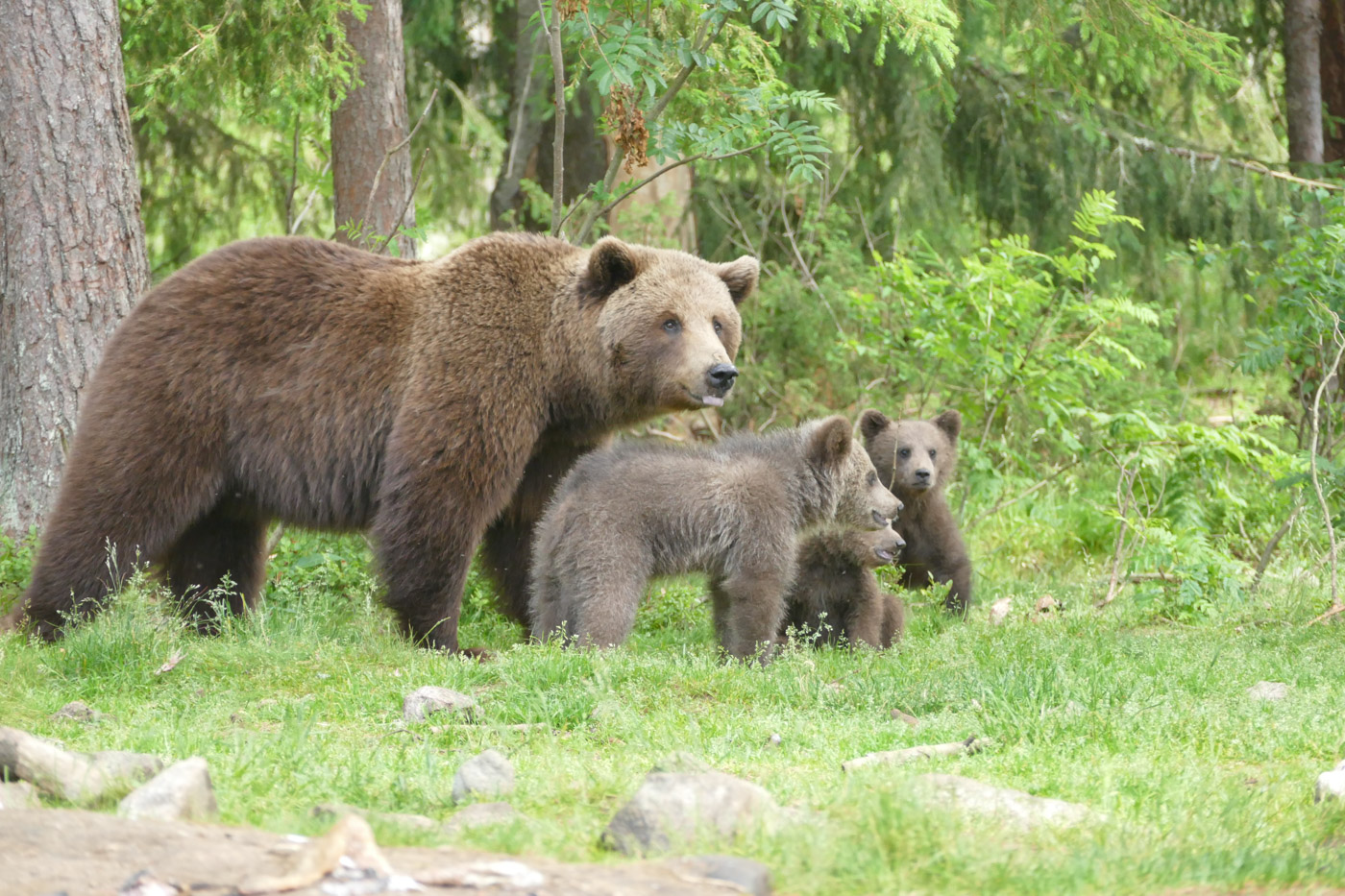 How likely is it to see a bear on one trip in Kainuu? - Martinselkonen ...